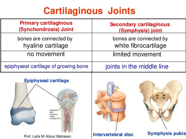 Musculoskeletal System - Revision Cards in University Nursing