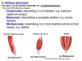 Prof. laila muscular system 2018 | PPT