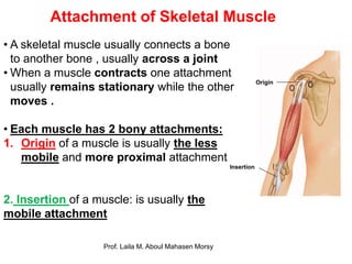Prof. laila muscular system 2018 | PPT