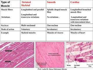 Prof. laila muscular system 2018 | PPT