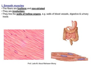 Prof. laila muscular system 2018 | PPT