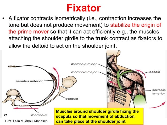 Prof. laila muscular system 2018 | PPT