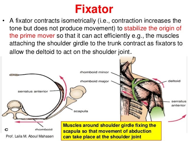 Prof. laila muscular system 2018