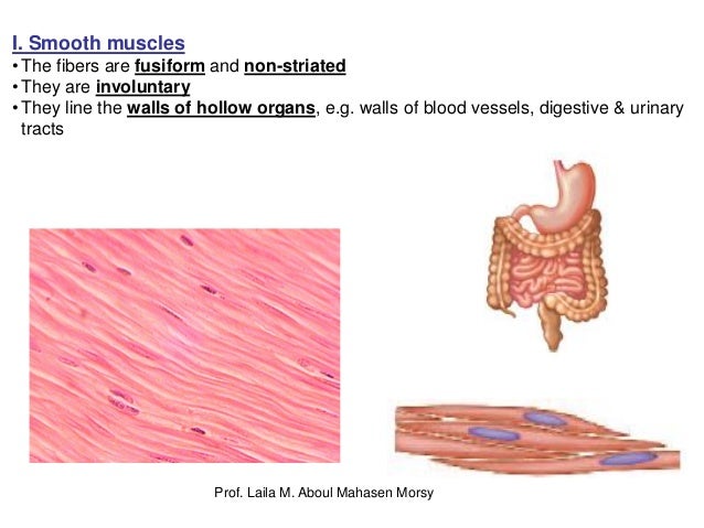 Non Striated Voluntary Muscle