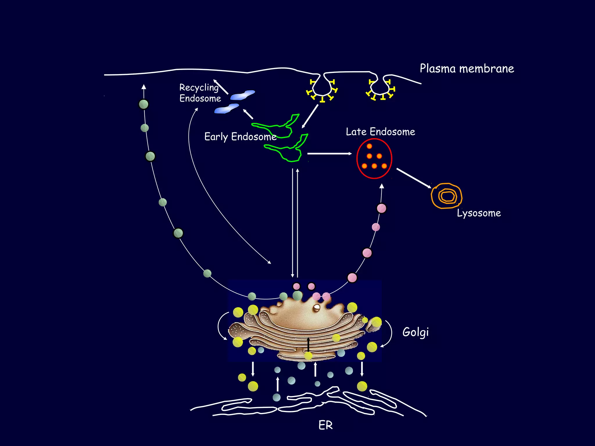 Prof. Sima Lev - Regulatio of Golgi structure and function in ...