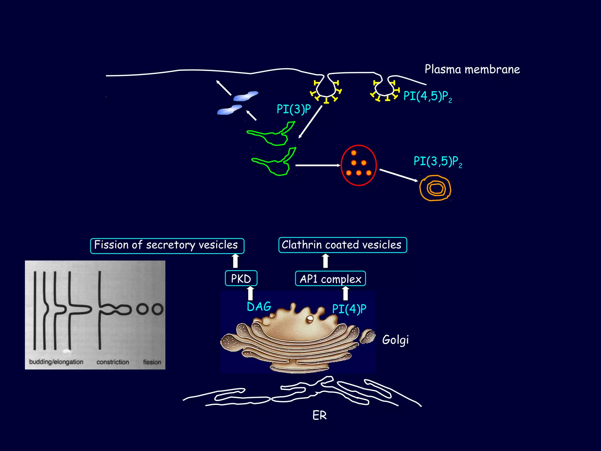 Prof. Sima Lev - Regulatio of Golgi structure and function in ...