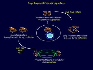 Prof. Sima Lev - Regulatio of Golgi structure and function in ...