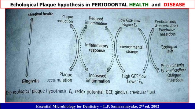 periodonta Disease pathogenesis | PDF | Dental Health | Diseases and ...