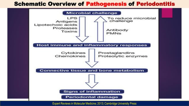 periodonta Disease pathogenesis | PDF | Dental Health | Diseases and ...