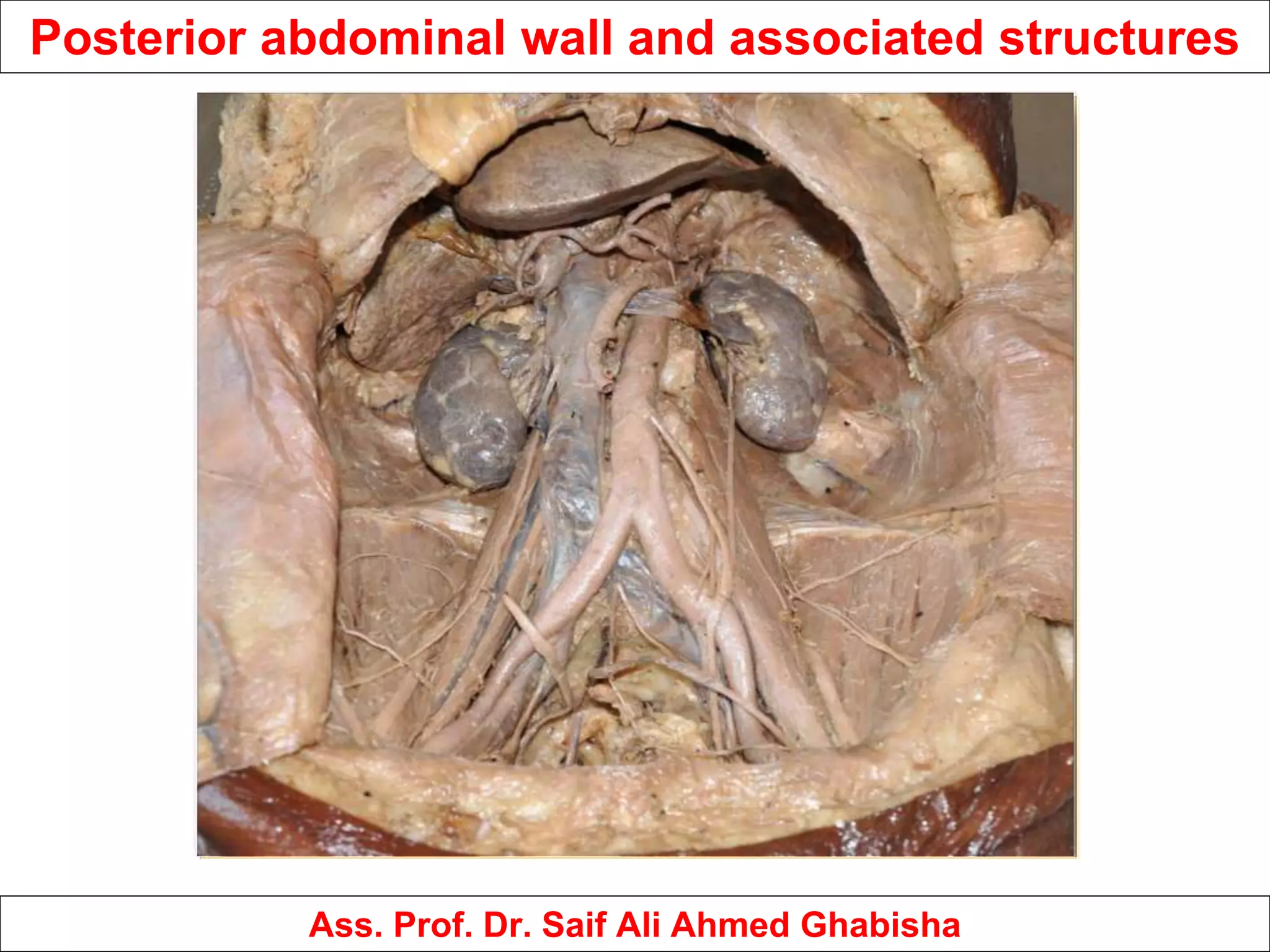 Prof. ghabisha saif posterior abdominal wall anatomy | PDF