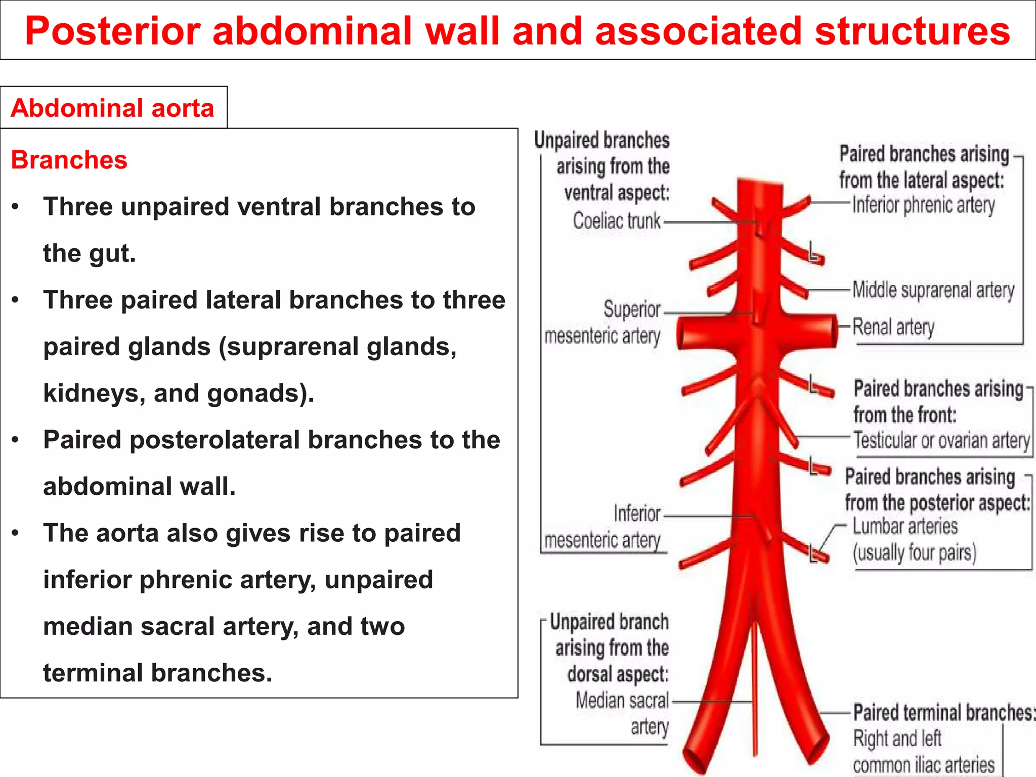 Prof. ghabisha saif posterior abdominal wall anatomy | PDF