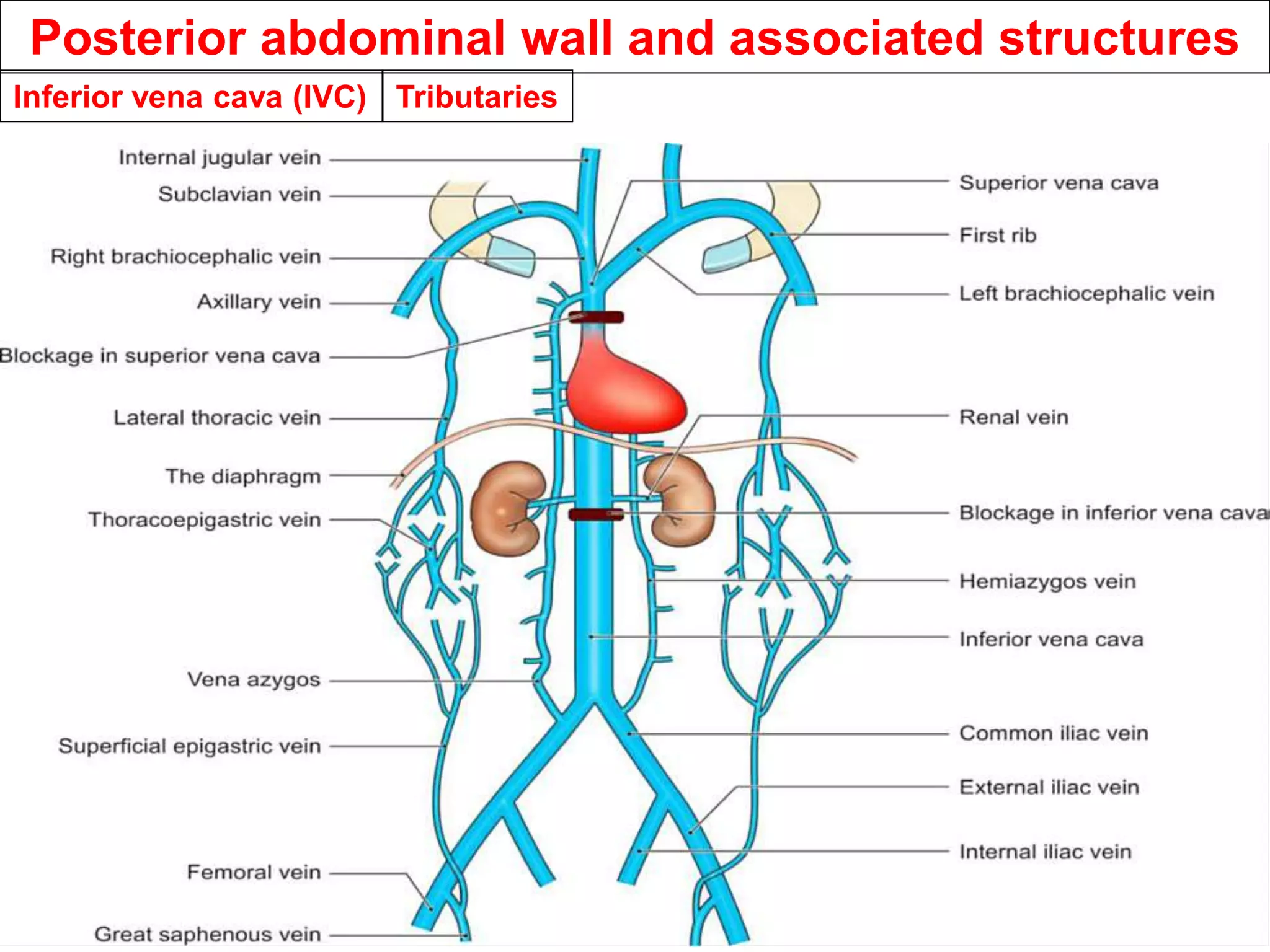 Prof. ghabisha saif posterior abdominal wall anatomy | PDF