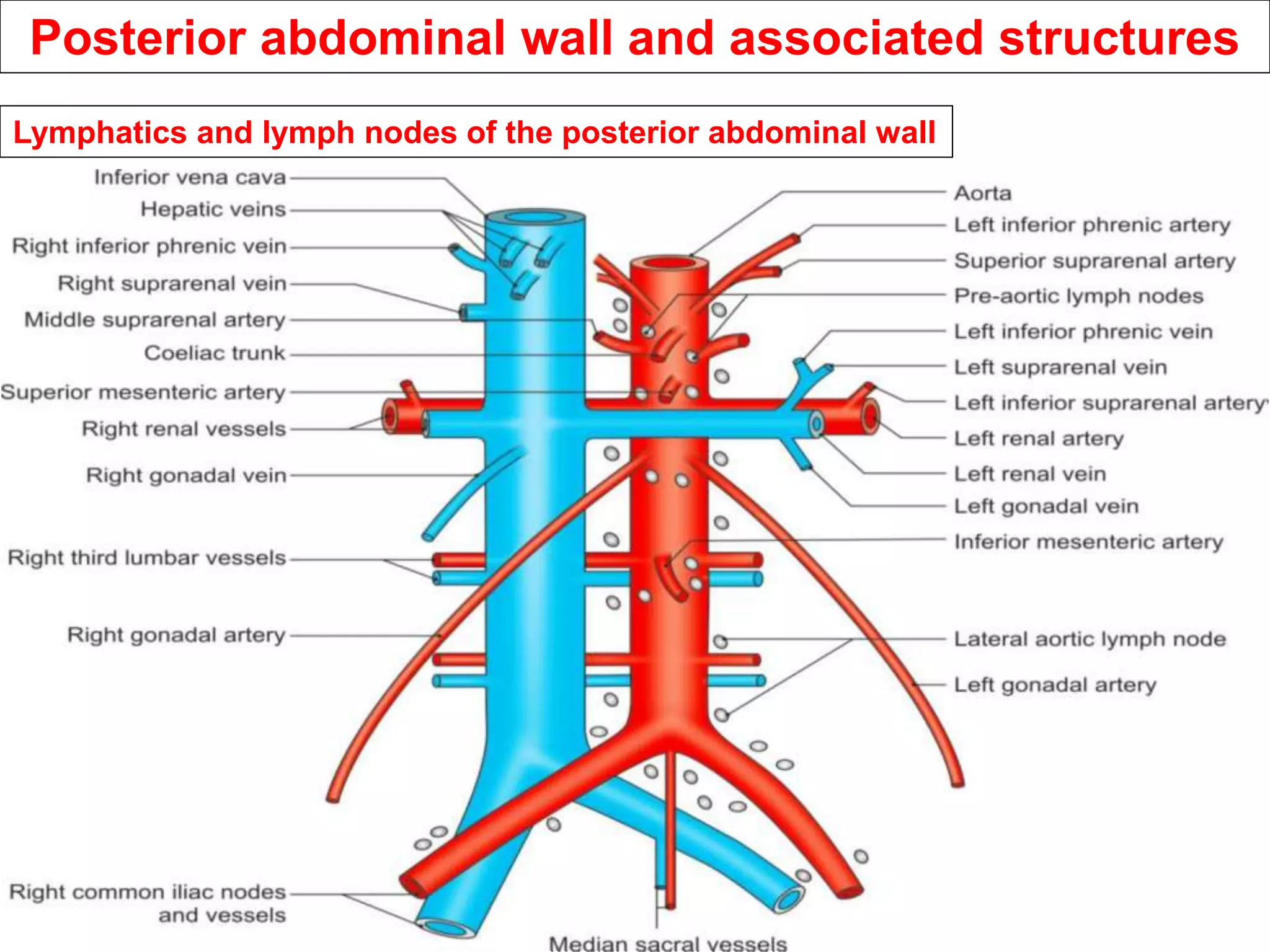 Prof. ghabisha saif posterior abdominal wall anatomy | PDF