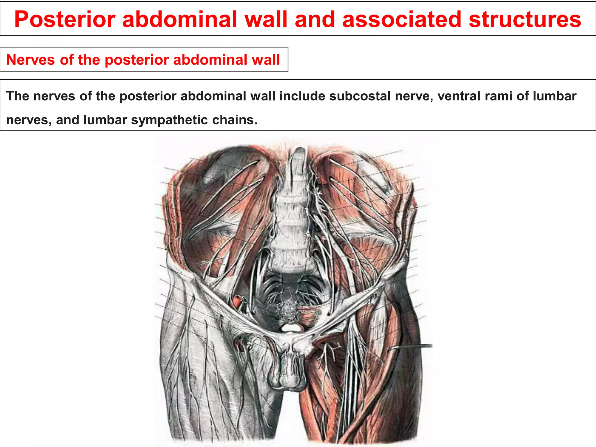 Prof. ghabisha saif posterior abdominal wall anatomy | PDF