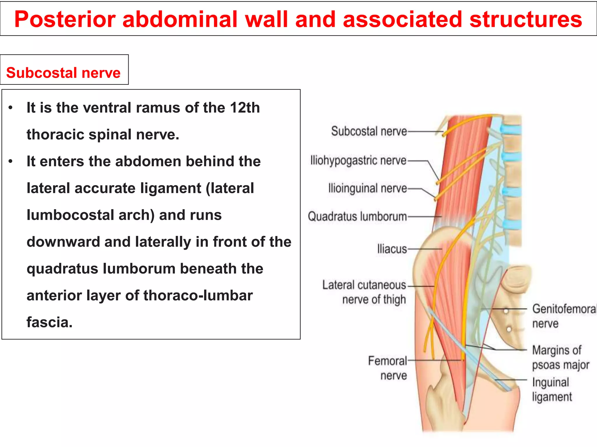 Prof. ghabisha saif posterior abdominal wall anatomy | PDF