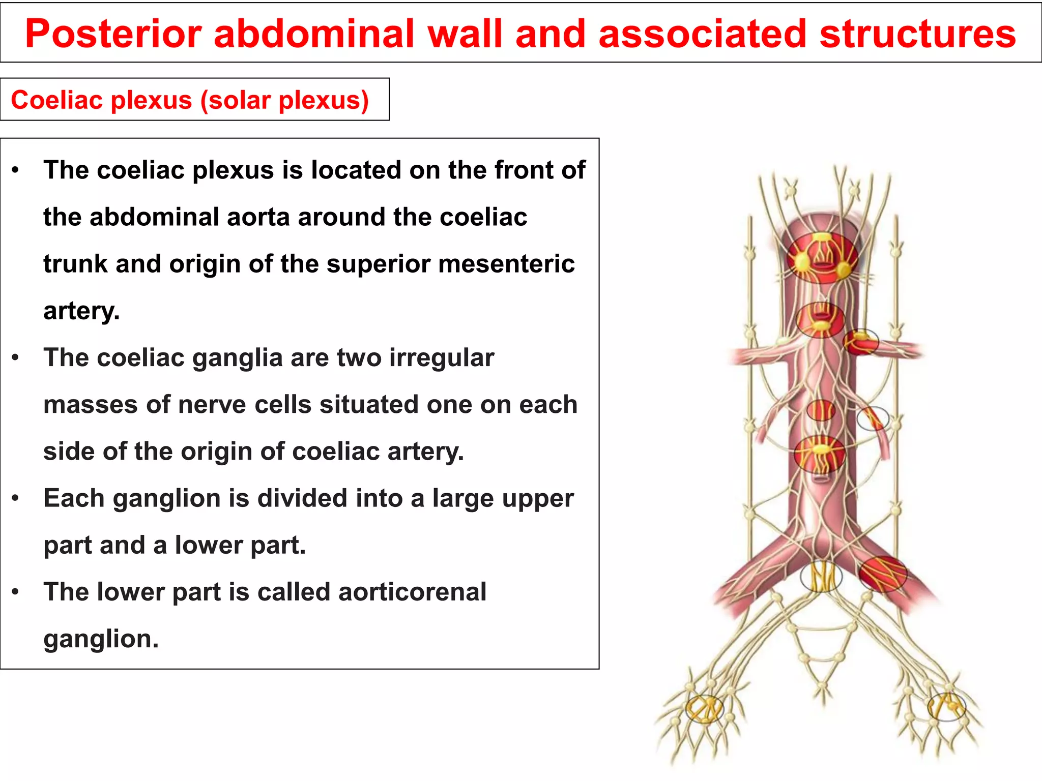 Prof. ghabisha saif posterior abdominal wall anatomy | PDF