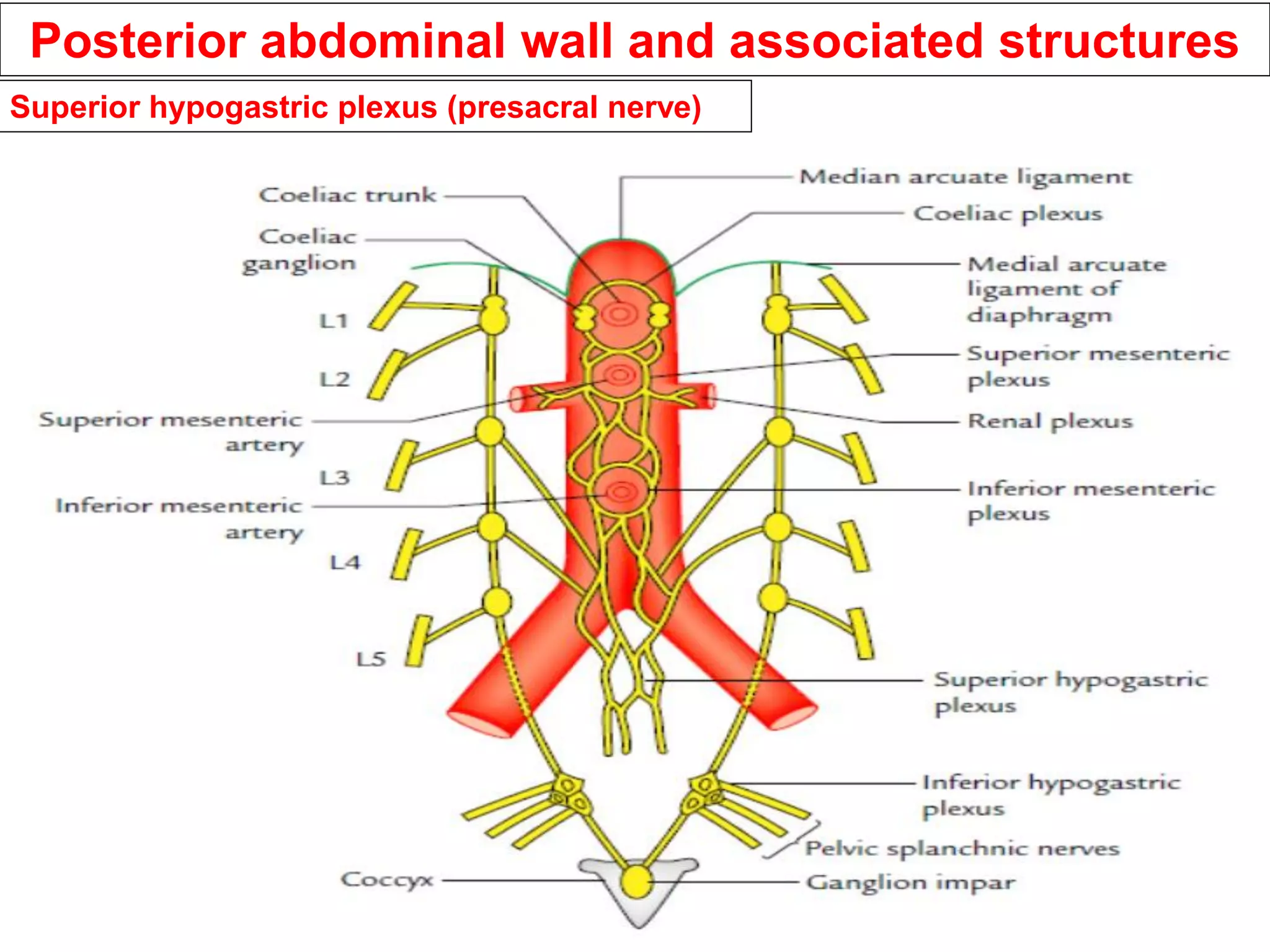 Prof. ghabisha saif posterior abdominal wall anatomy | PDF