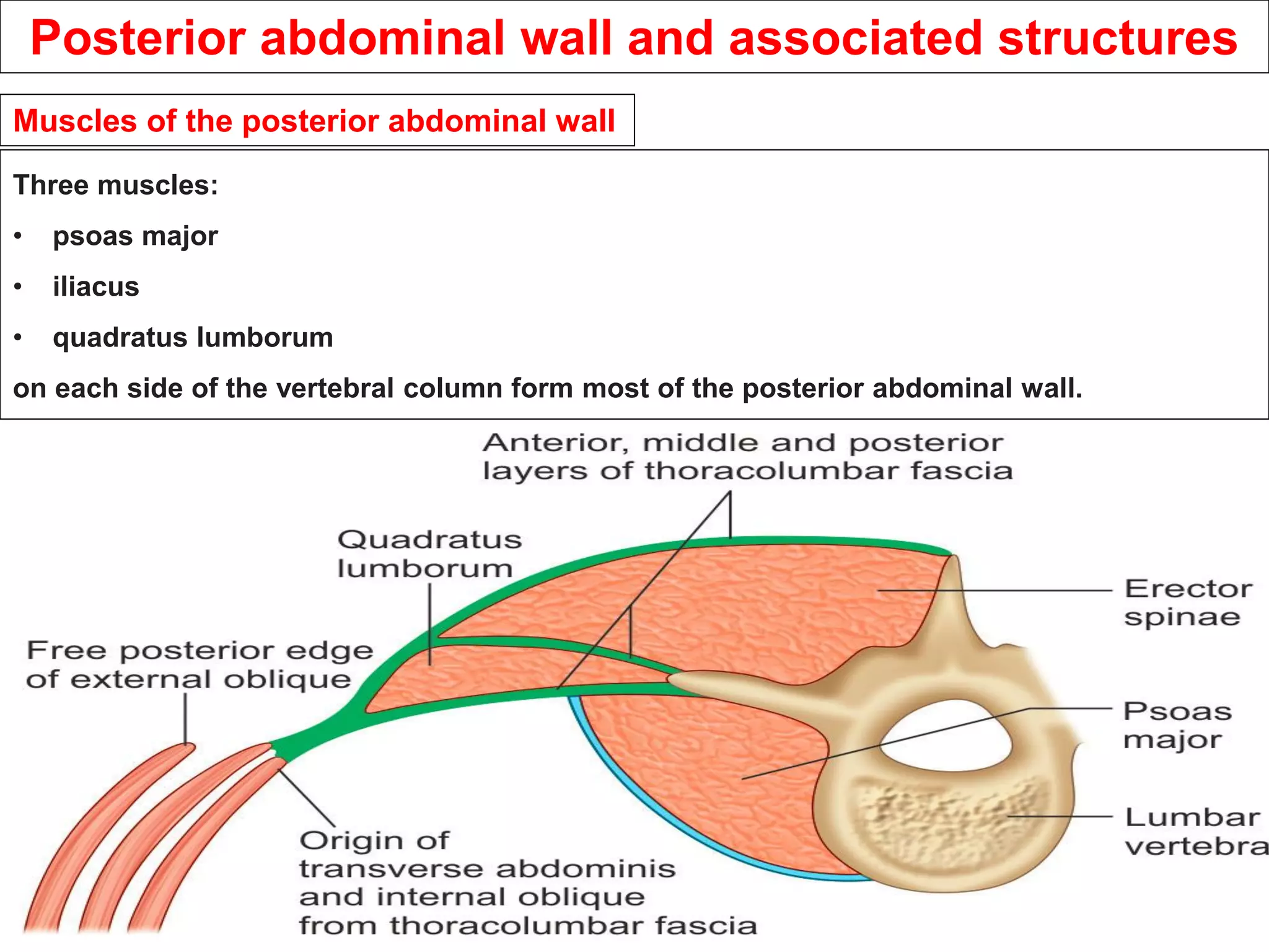 Prof. ghabisha saif posterior abdominal wall anatomy | PDF