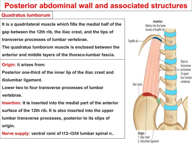 Prof. ghabisha saif posterior abdominal wall anatomy | PDF
