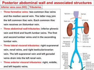 Prof. ghabisha saif posterior abdominal wall anatomy | PDF