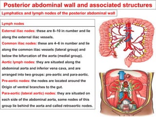 Prof. ghabisha saif posterior abdominal wall anatomy | PDF