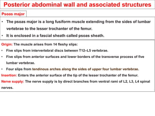 Prof. ghabisha saif posterior abdominal wall anatomy | PDF