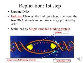 Prof._Moushira_DNA replication.pdf