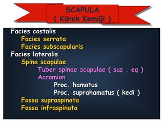 Prof.Dr. Burcu ONUK Osteologia 3.ppt