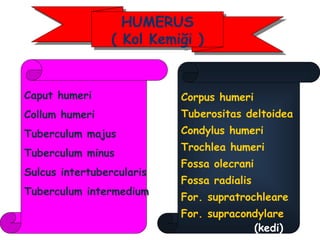 Prof.Dr. Burcu ONUK Osteologia 3.ppt