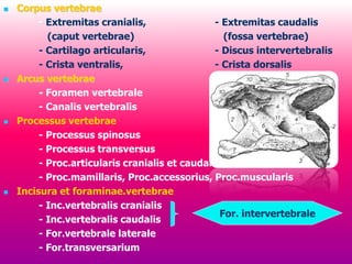 Prof.Dr. Burcu ONUK-Osteologia (1).ppt