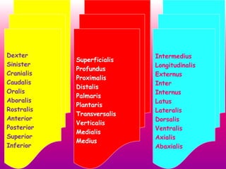 Prof.Dr. Burcu ONUK-Osteologia (1).ppt