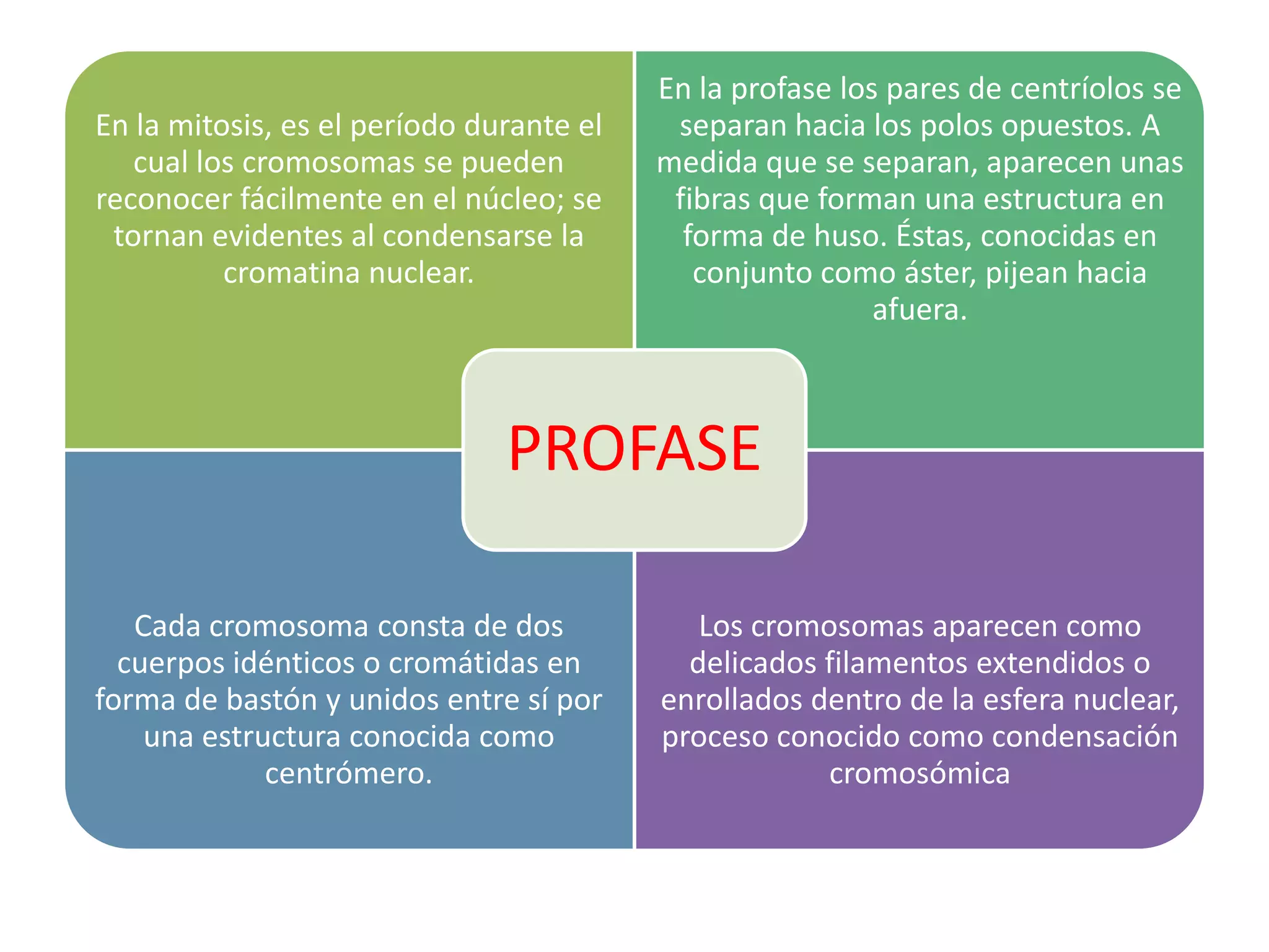 Profase | PPTX