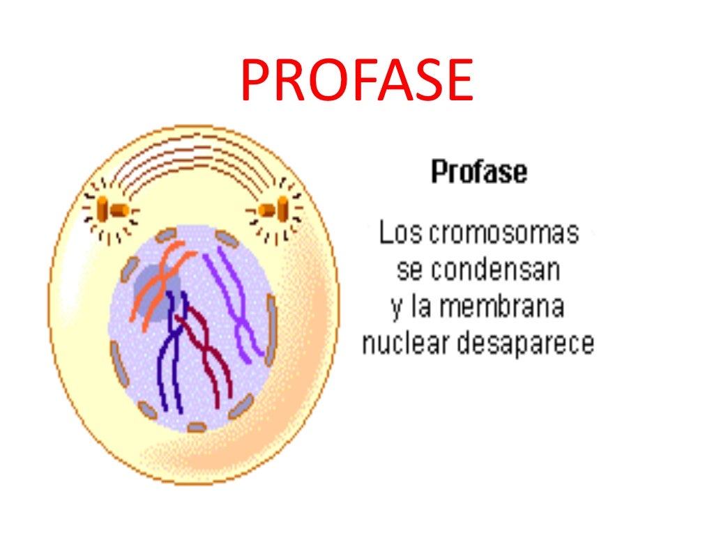 Profase
