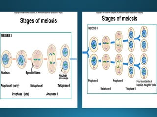 meiosis powerpoint presentation | PPT