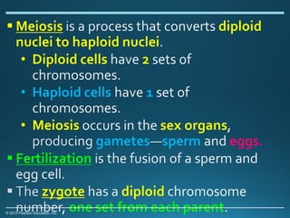 meiosis powerpoint presentation | PPT