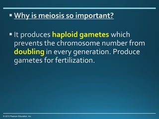 meiosis powerpoint presentation | PPT