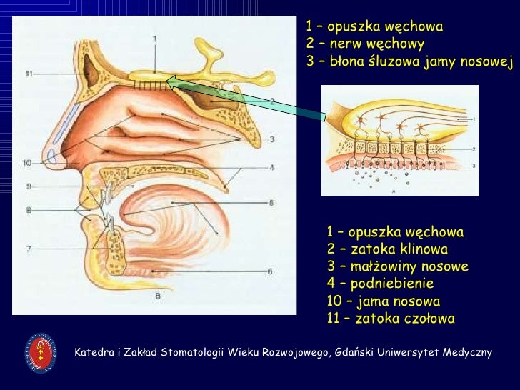 Prof emerich zmysły