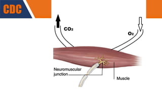 cardiovascular training program design | PPTX