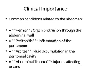 Professional_Abdominal_Presentation.pptx