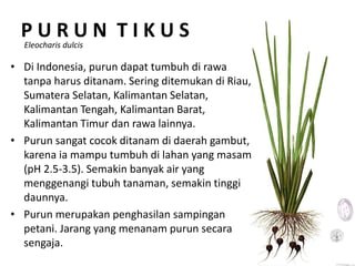 Komoditas Pertanian di Lahan Gambut | PPTX