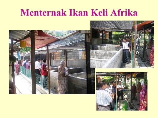 Profile Ringkas Kg Malaysia Raya Untuk Pelawat | PPT