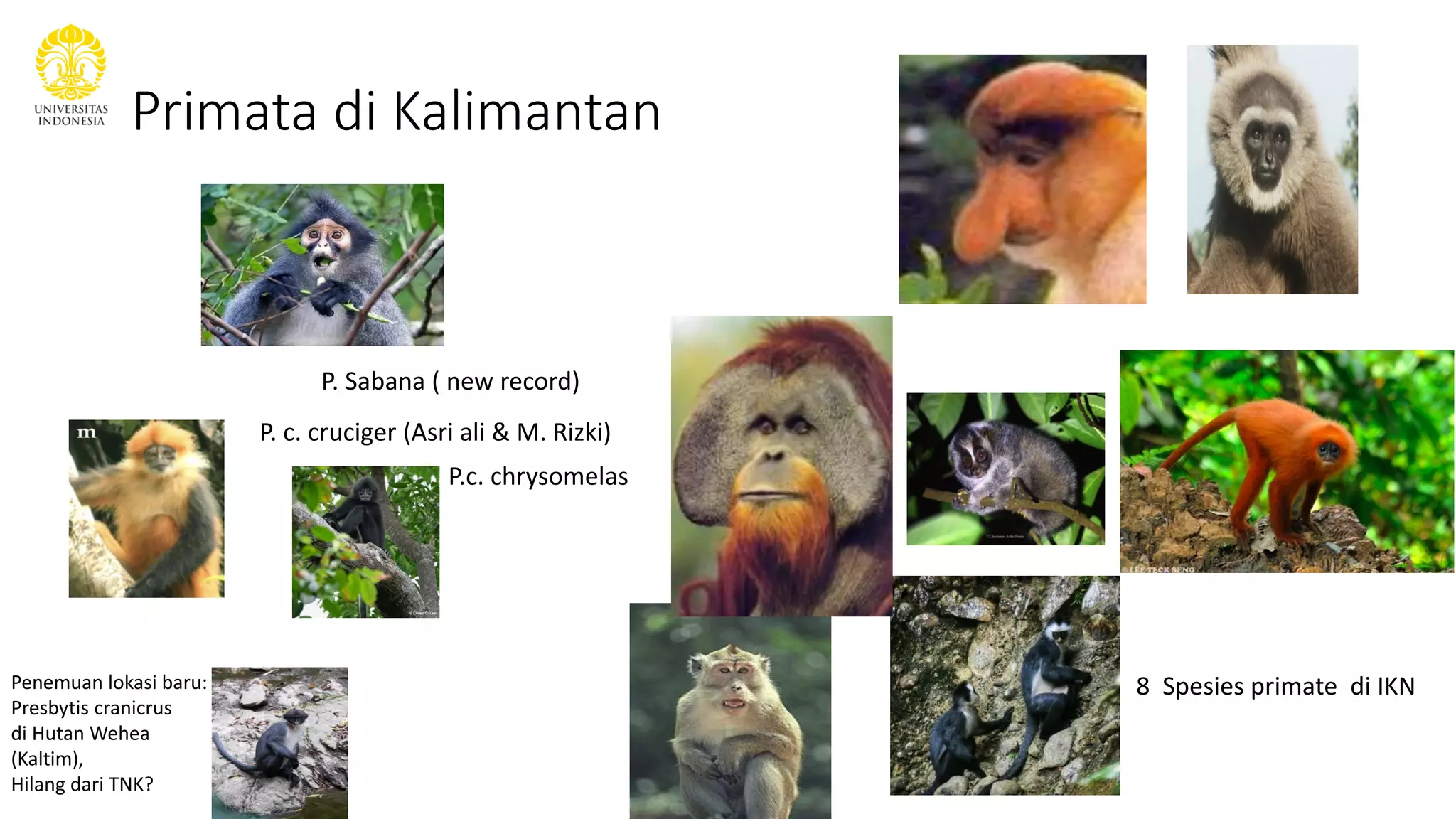 Respons dari pengembangan IKN: Kebudayaan dan konservasi | PDF