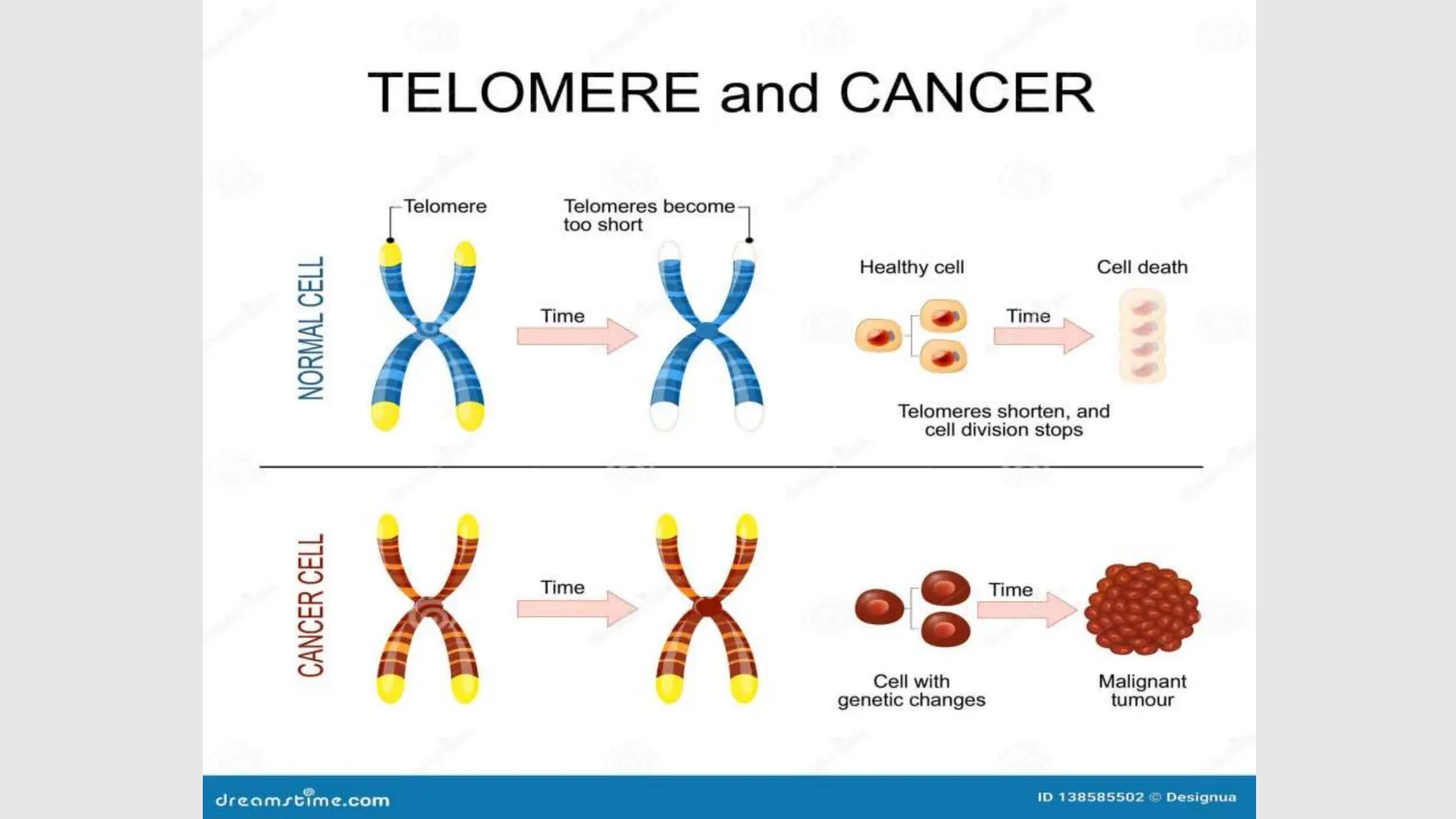 genetika molekuler pada neoplasma, genop DNA | PPTX