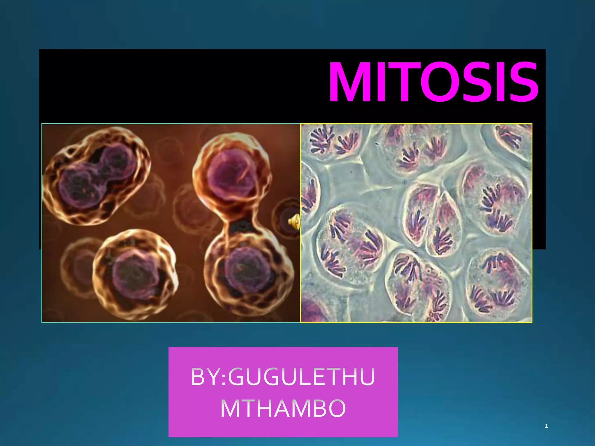 MITOSIS: LIFE SCIENCES FOR GRADE 10`S | PPTX