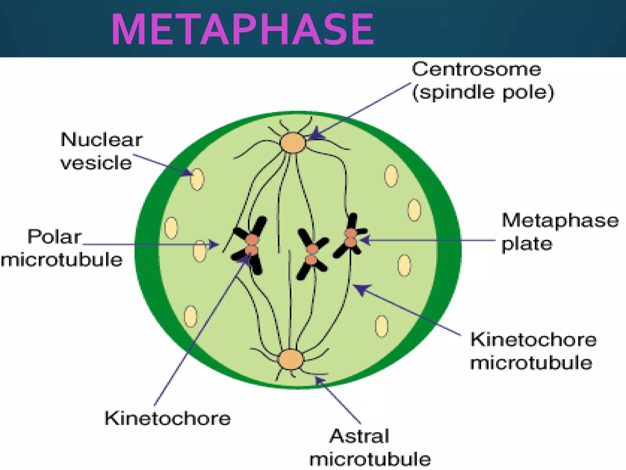 MITOSIS: LIFE SCIENCES FOR GRADE 10`S | PPTX