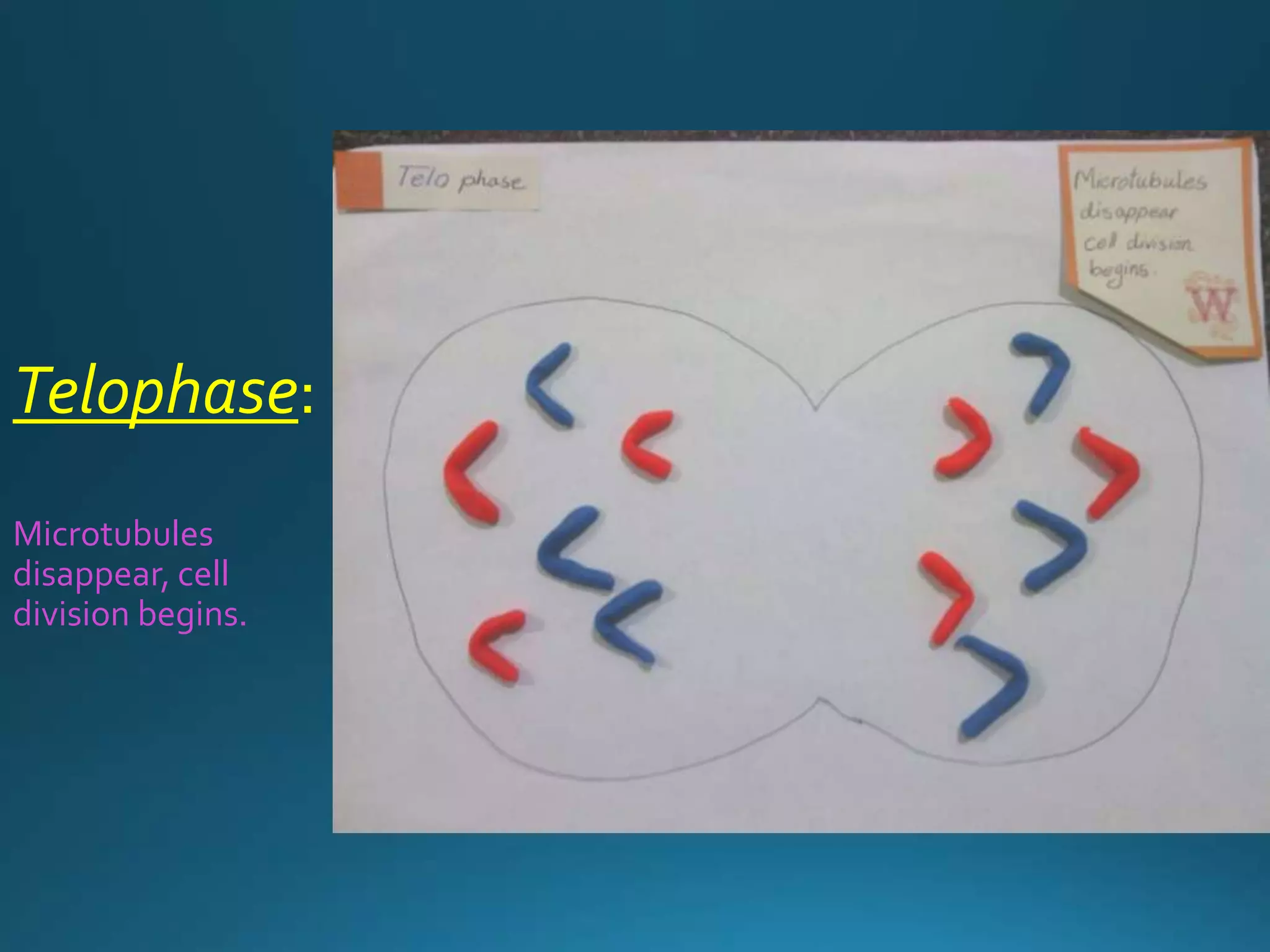 MITOSIS: LIFE SCIENCES FOR GRADE 10`S | PPTX