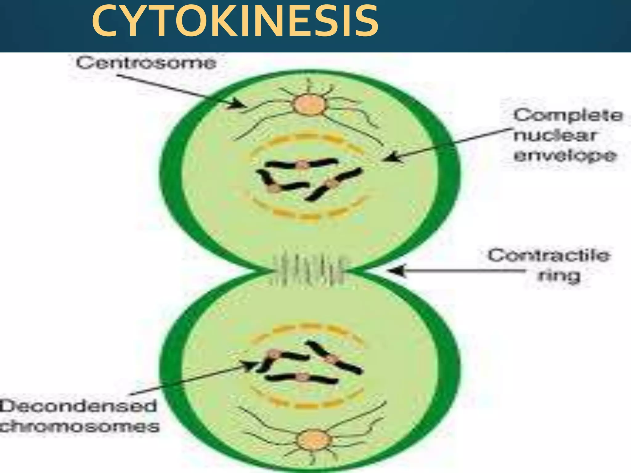 MITOSIS: LIFE SCIENCES FOR GRADE 10`S | PPTX