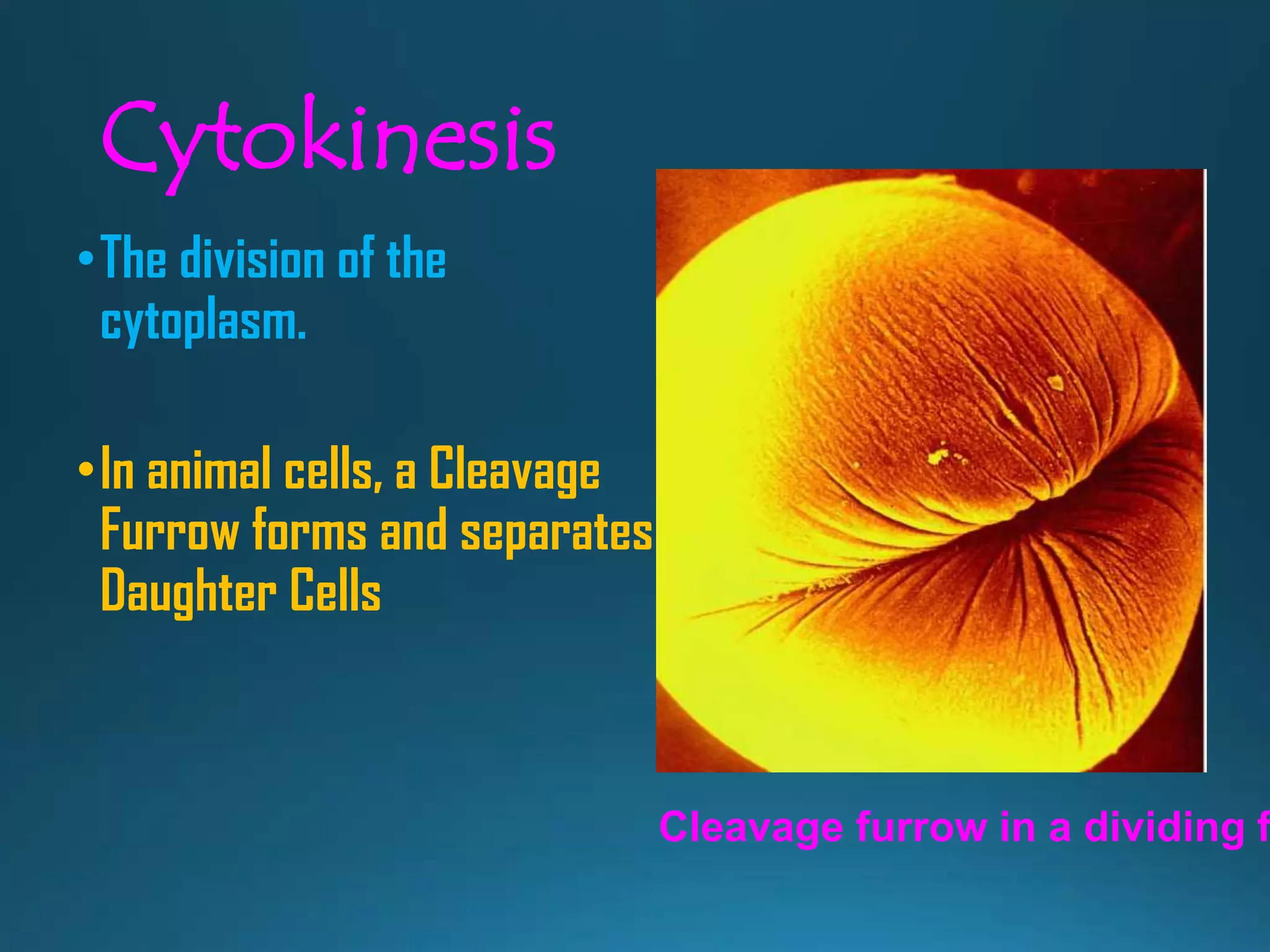 MITOSIS: LIFE SCIENCES FOR GRADE 10`S | PPTX