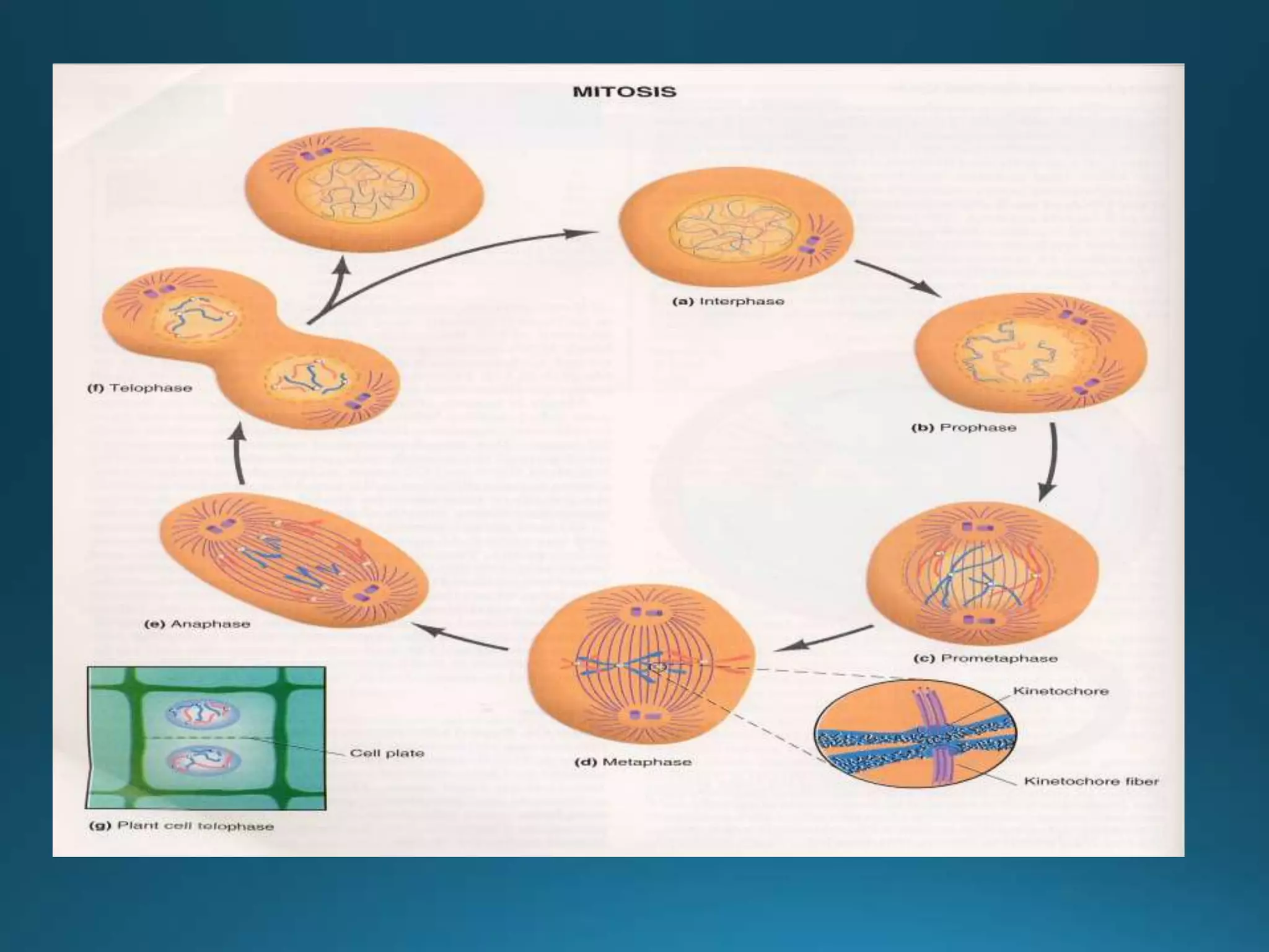 MITOSIS: LIFE SCIENCES FOR GRADE 10`S | PPTX