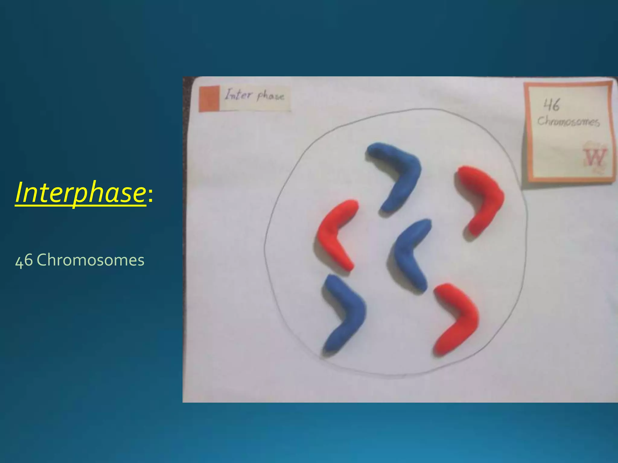 MITOSIS: LIFE SCIENCES FOR GRADE 10`S | PPTX